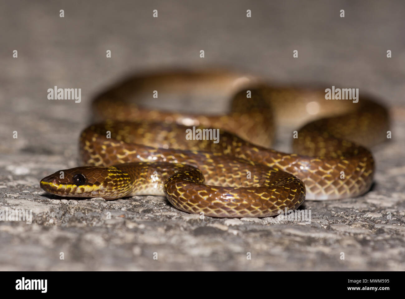 Common Wolf Snake (Lycodon capucinus) in the rainforest of Phuket ...