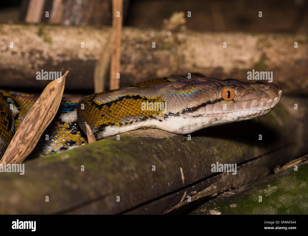 Reticulated python (Python reticulatus) in the rainforest of Khao Sok ...