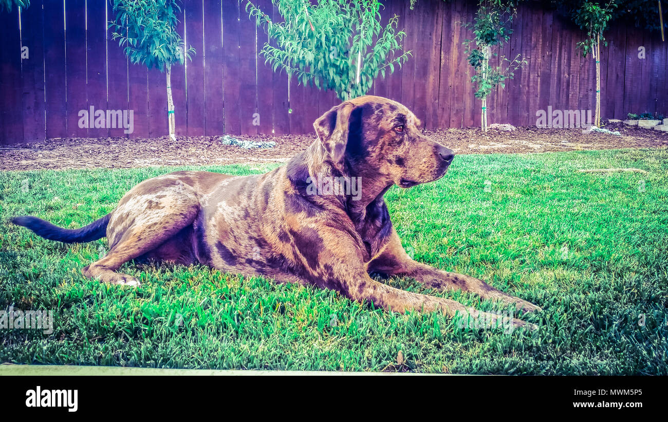 100 Pound Dog High Resolution Stock Photography and Images - Alamy