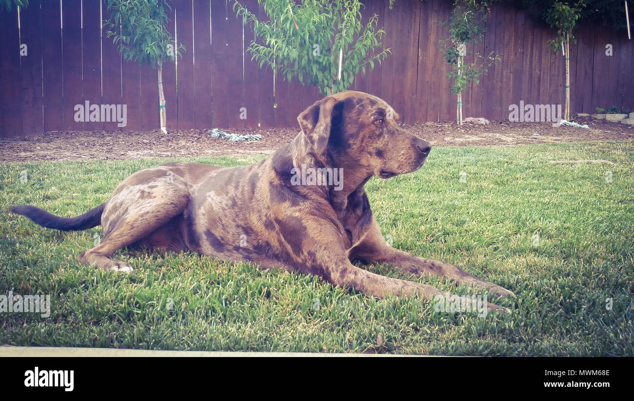 100 pound dog hi-res stock photography and images - Alamy