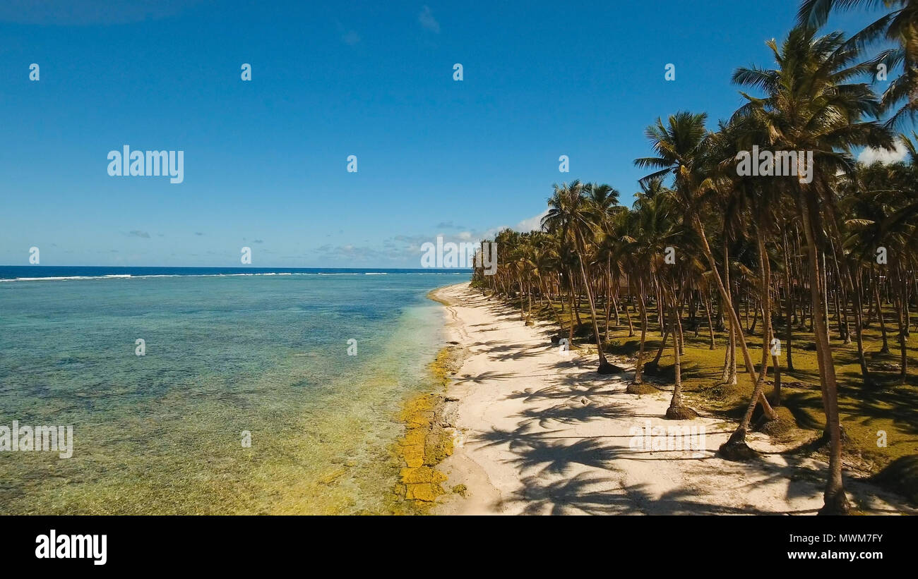 Beautiful tropical sand beach, palm trees. Aerial view of tropical ...