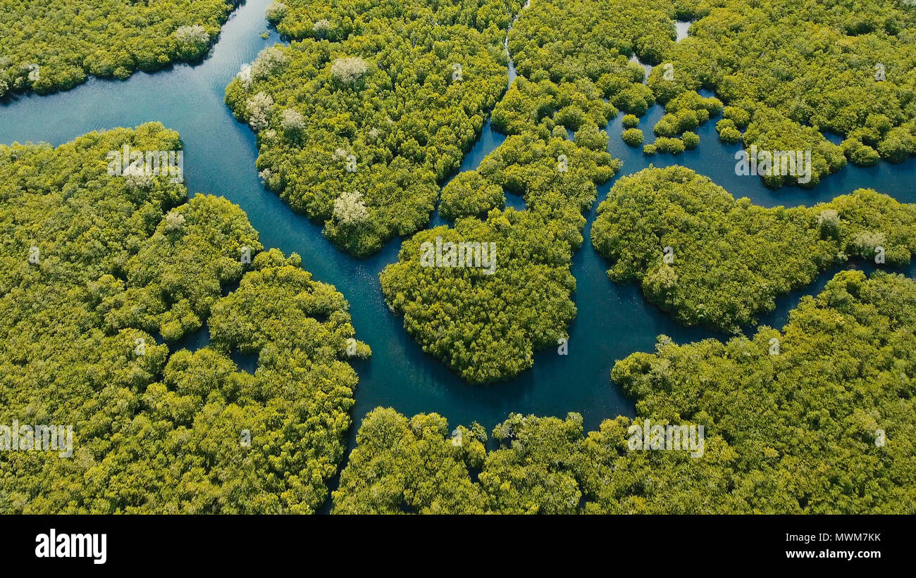 Aerial view of mangrove forest and river on the Siargao island ...