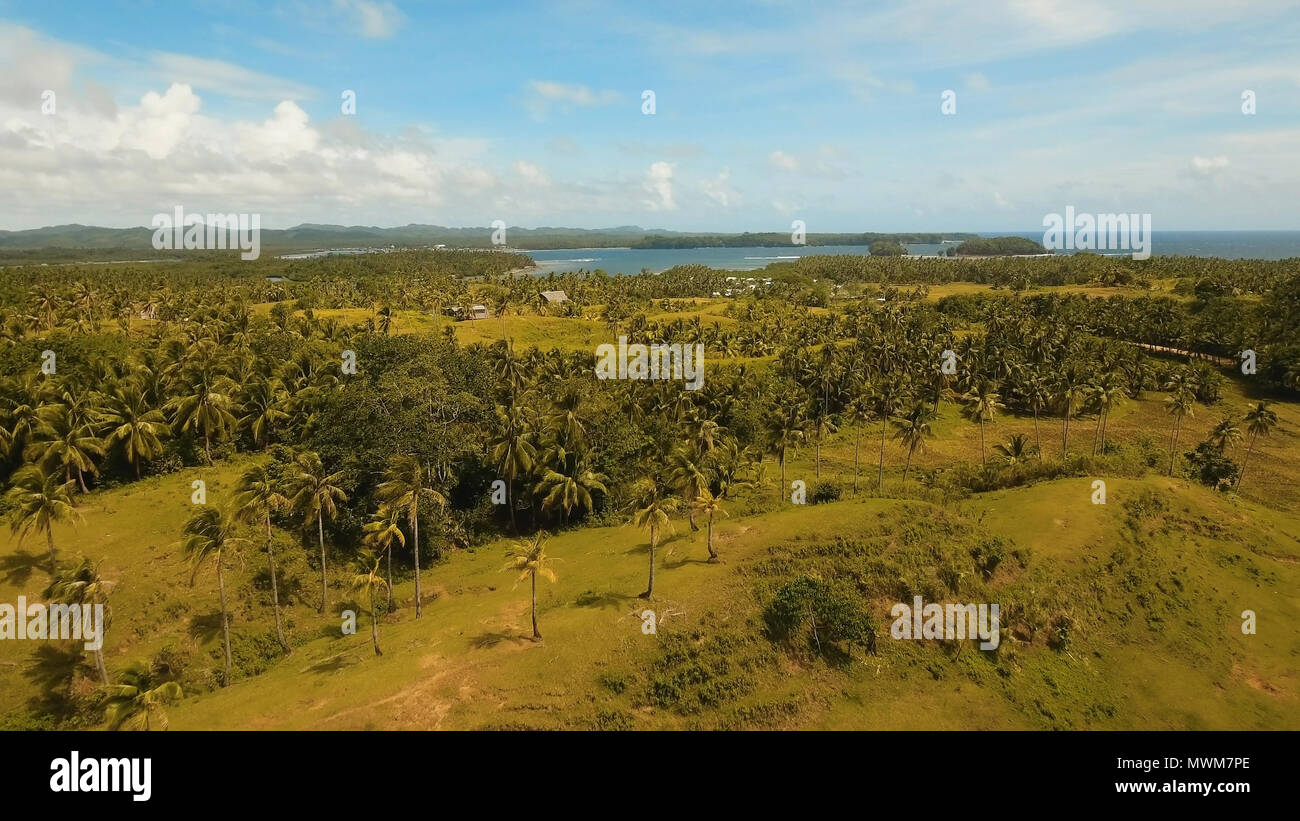 Rice field with yellowish green grass, blue sky, cloud. Tropical ...