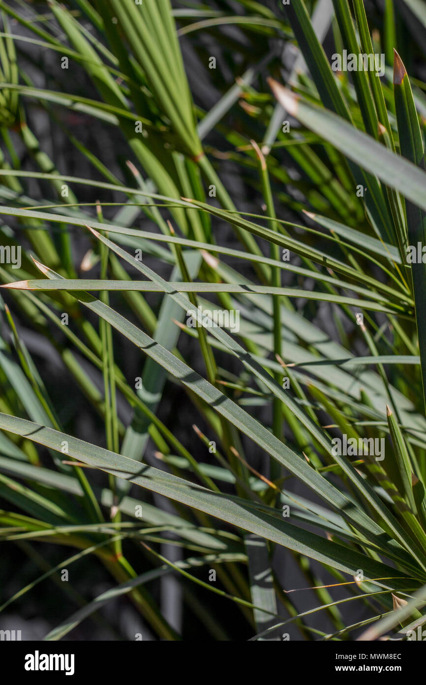 Parapluplant hi-res stock photography and images - Alamy