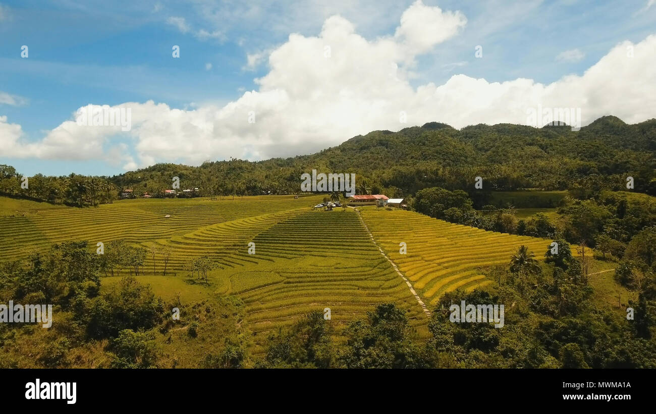 Rice field with yellowish green grass. Aerial view: rice plantation ...