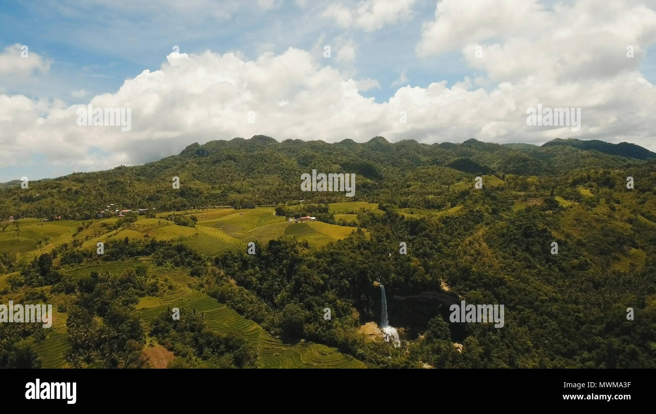 Rice field with yellowish green grass, waterfall. Aerial view: rice ...