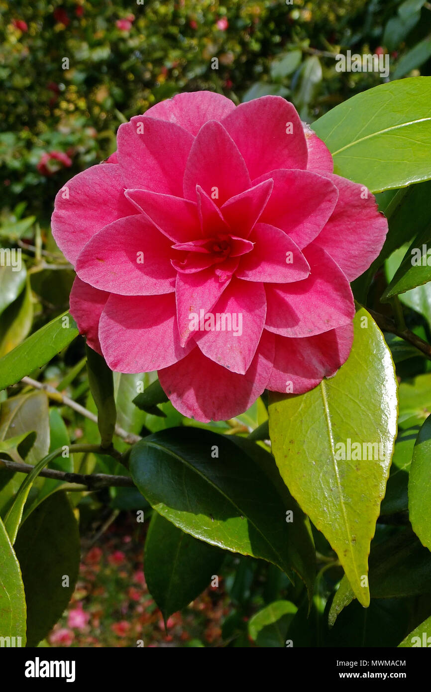 Red camellia growing in hi-res stock photography and images - Alamy