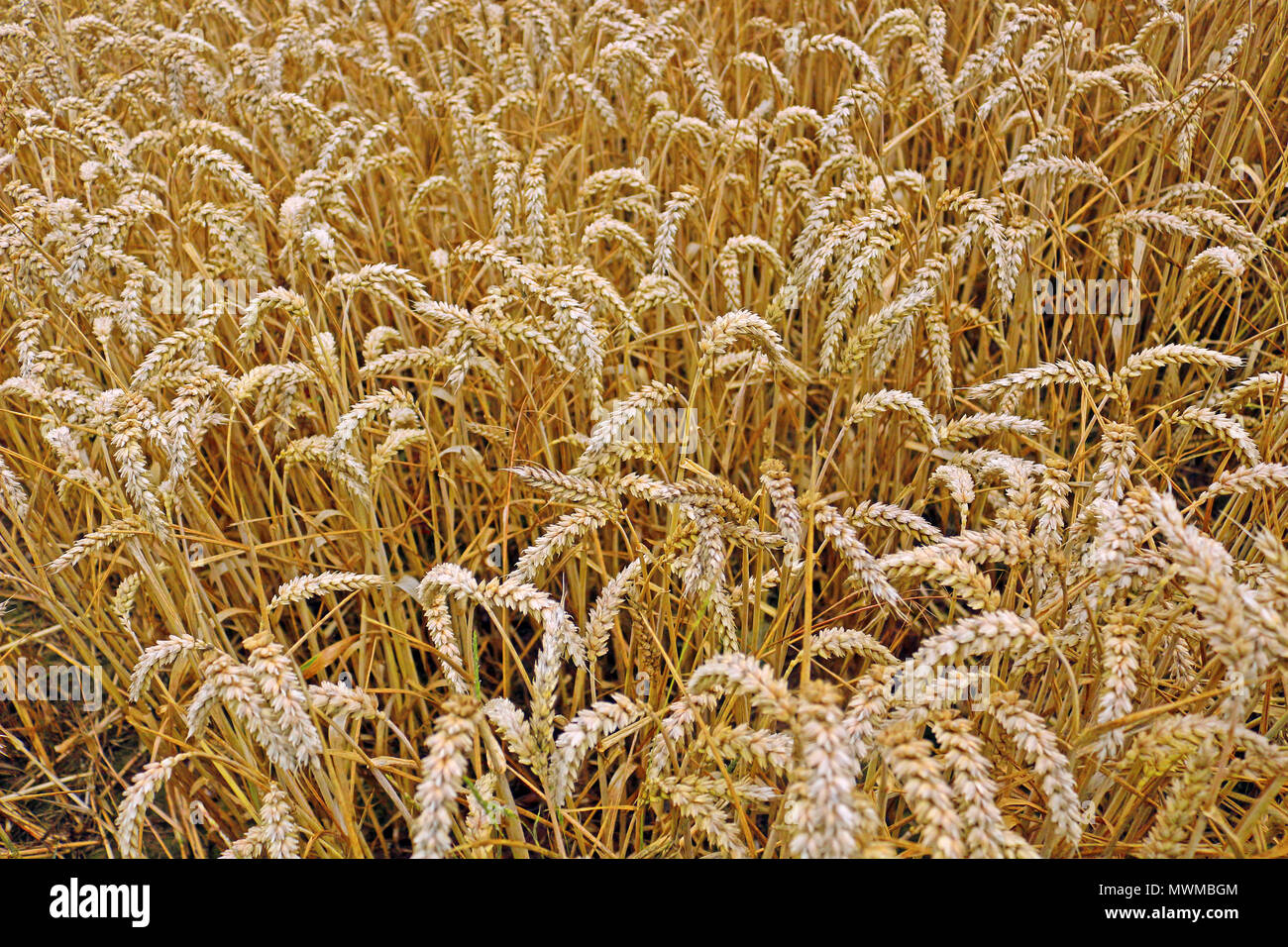 Golden wheat field on sunny hi-res stock photography and images - Alamy