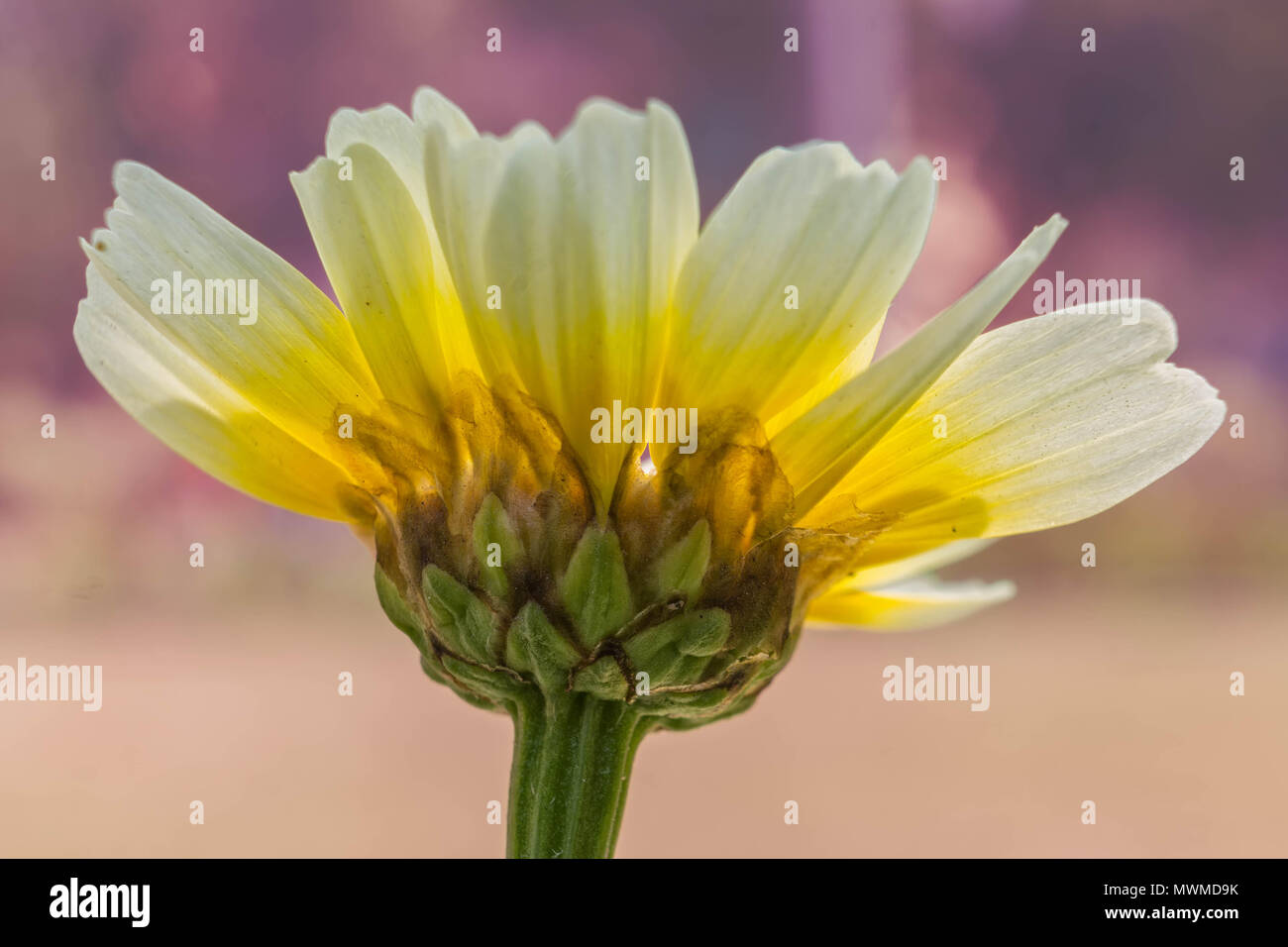 Daisy Flower Facing Sun Stock Photo - Alamy