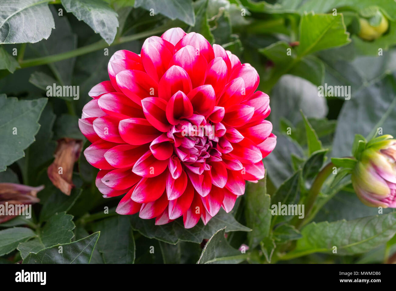 Deep throat flower hi-res stock photography and images - Alamy