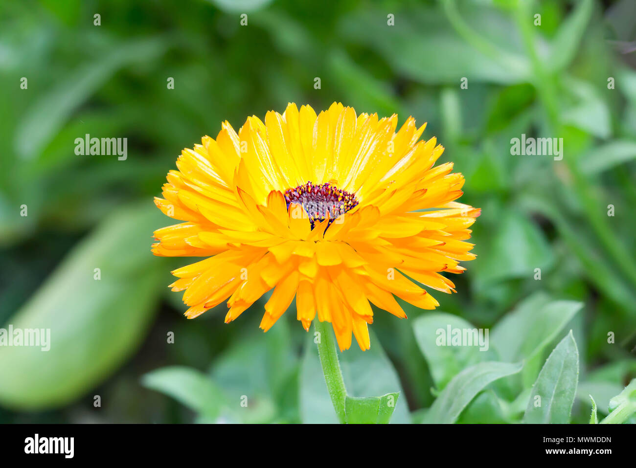 Natural back ground hi-res stock photography and images - Alamy