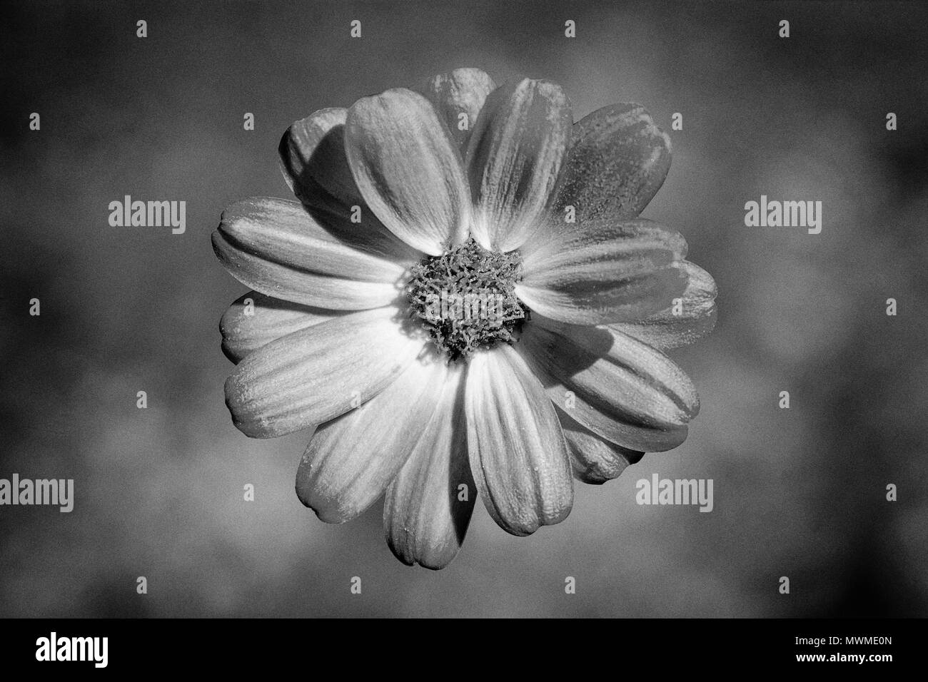 Autumn process Black and White Stock Photos & Images - Alamy