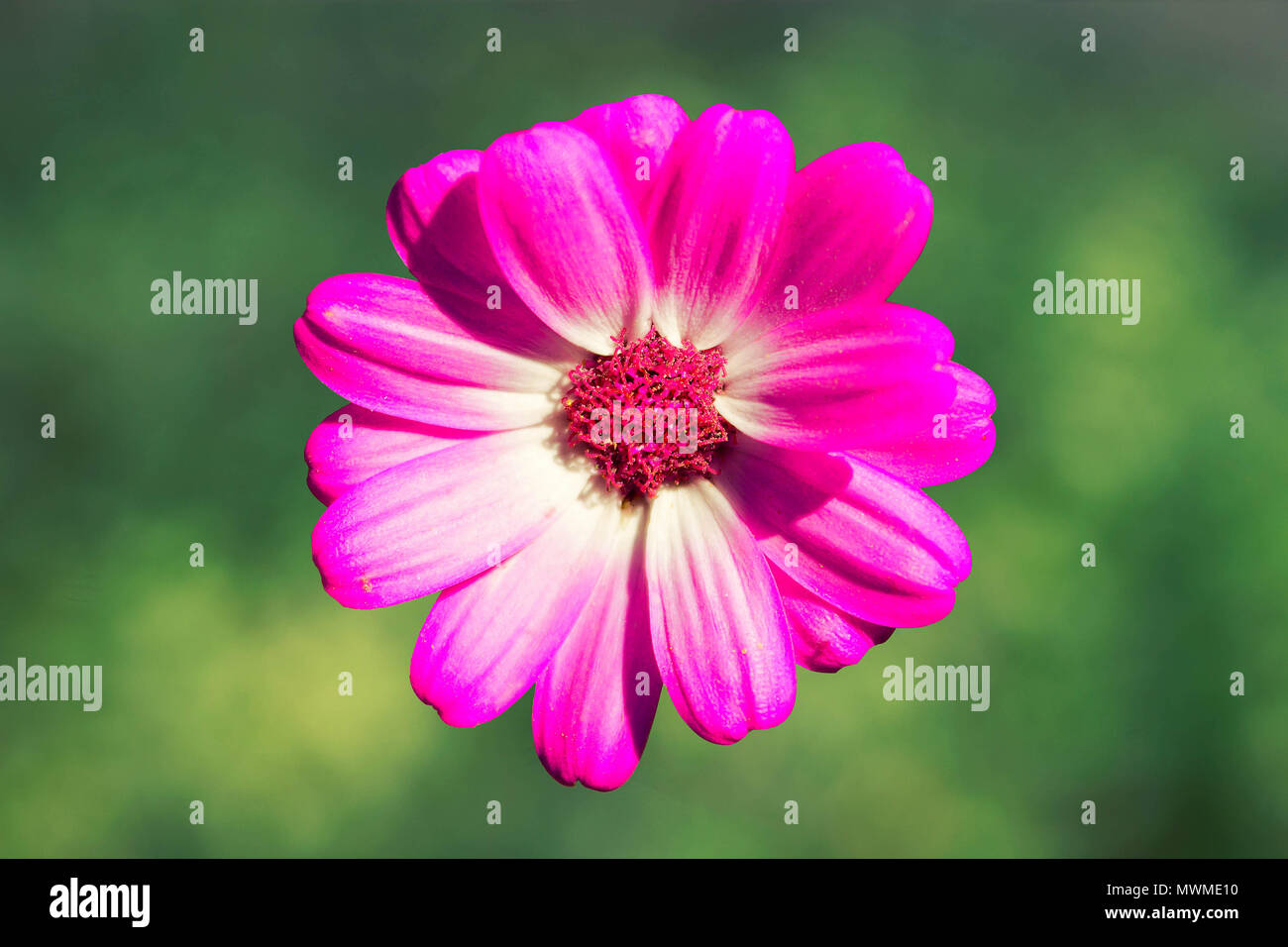 Cross process effect hi-res stock photography and images - Alamy