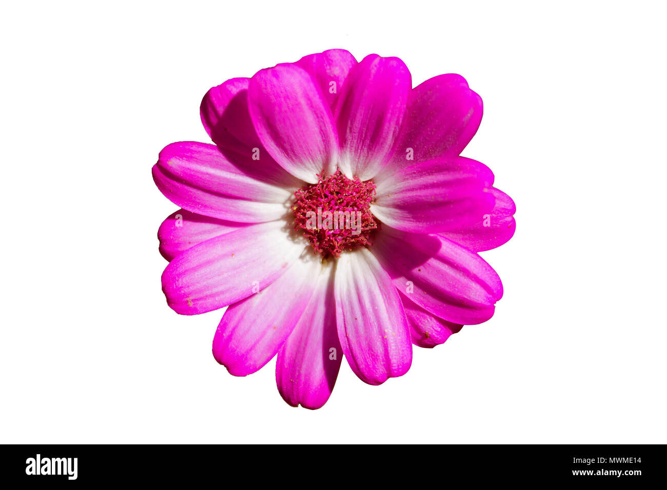 Artistic flower photography Cut Out Stock Images & Pictures - Alamy