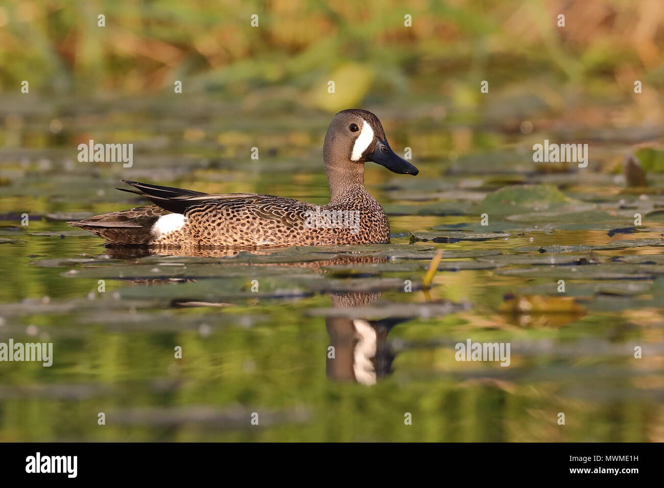 Male female teal swimming hi-res stock photography and images - Alamy