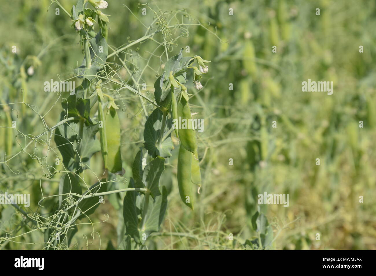 Green peas in the field. Growing peas in the field. Stems and pods of ...