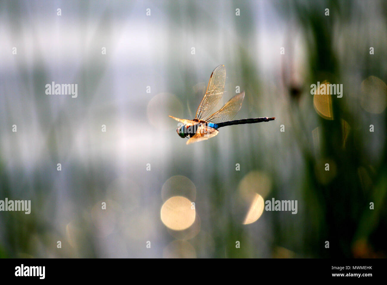 Close look of a flying dragonfly in the air. Very unique moment and ...