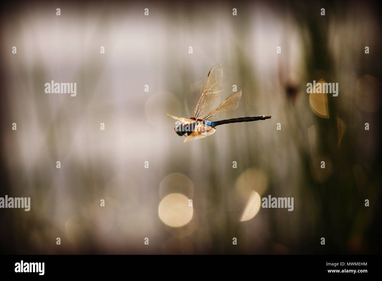Close look of a flying dragonfly in the air. Very unique moment and ...