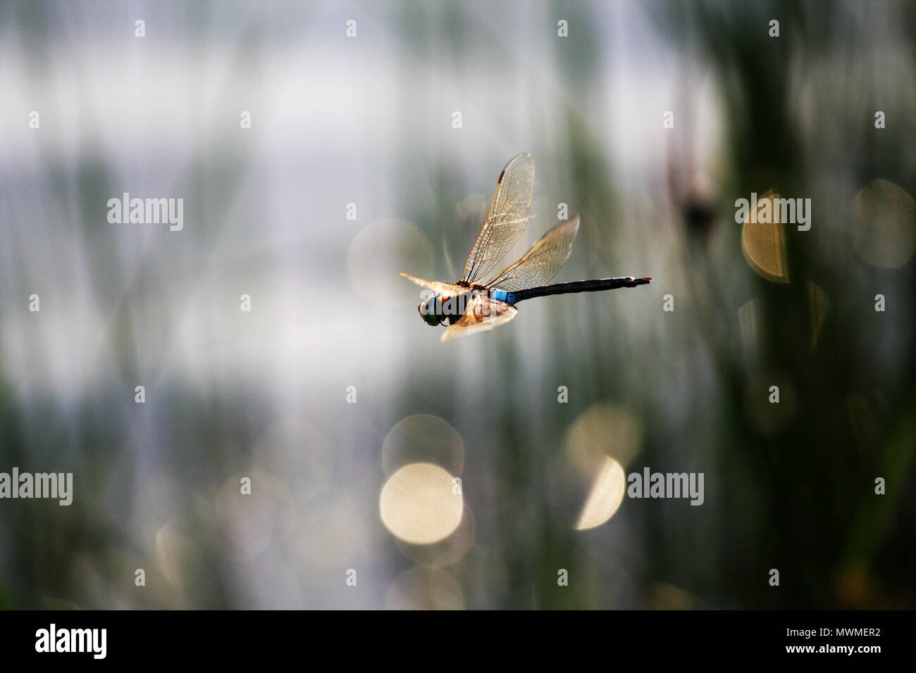 Dragonfly in a moment hi-res stock photography and images - Alamy