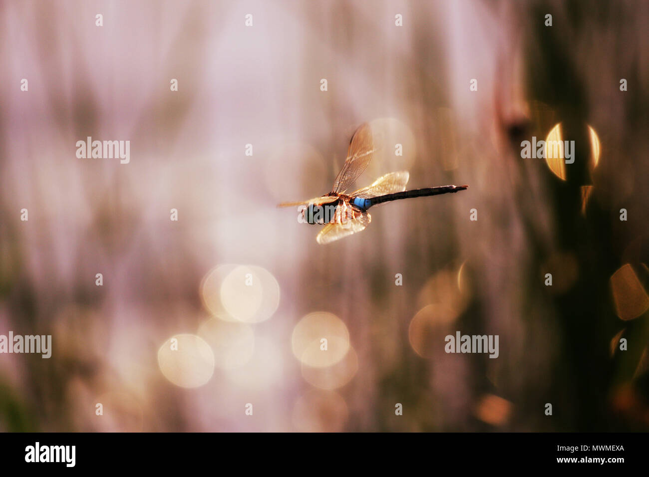 Close look of a flying dragonfly in the air. Very unique moment and ...