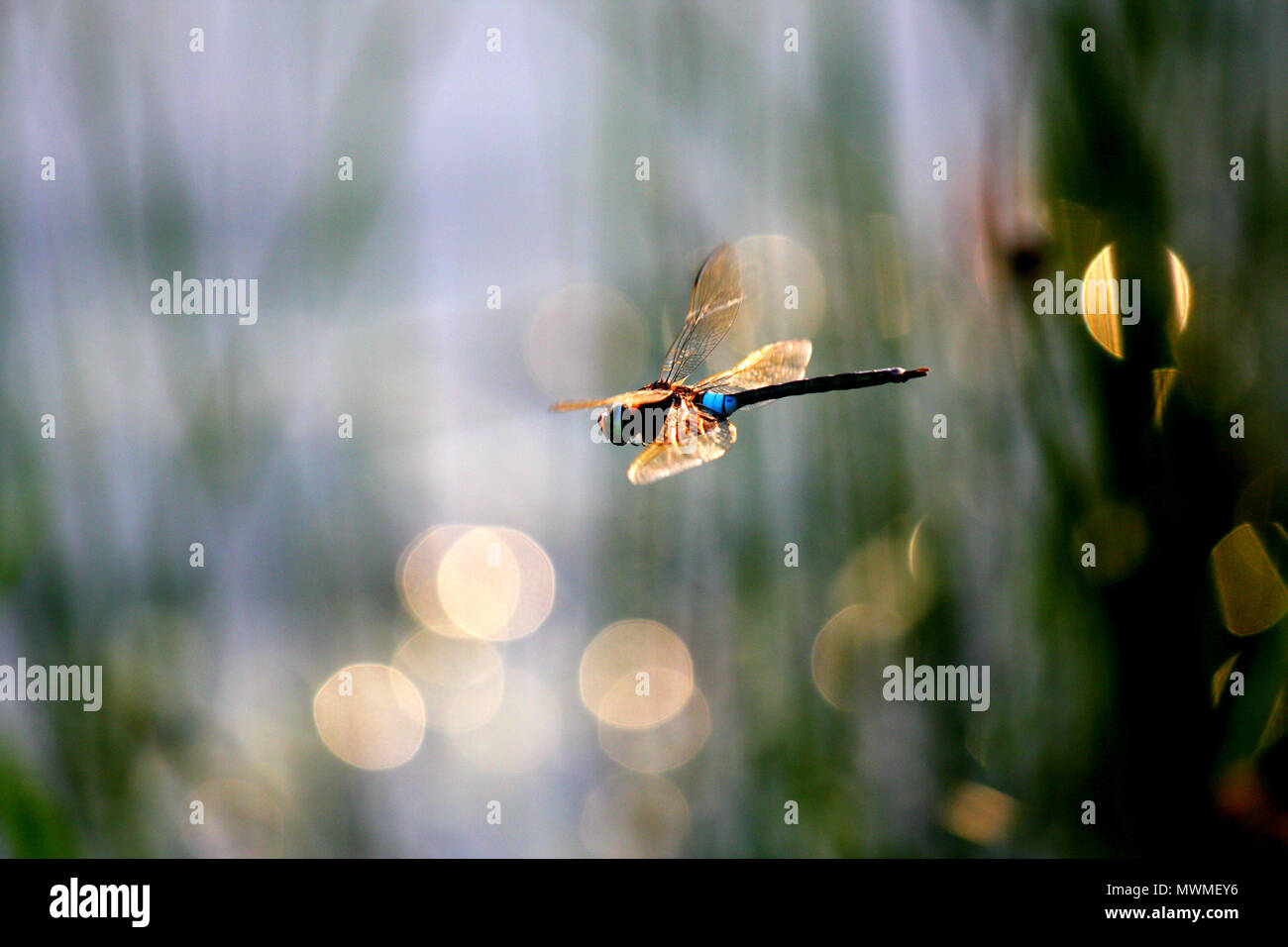 Close look of a flying dragonfly in the air. Very unique moment and ...