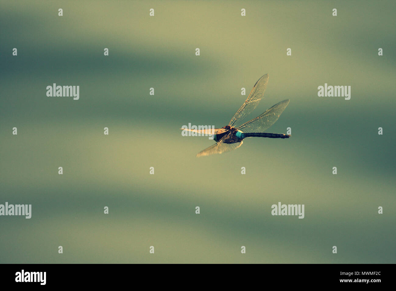 Close look of a flying dragonfly in the air. Very unique moment and ...
