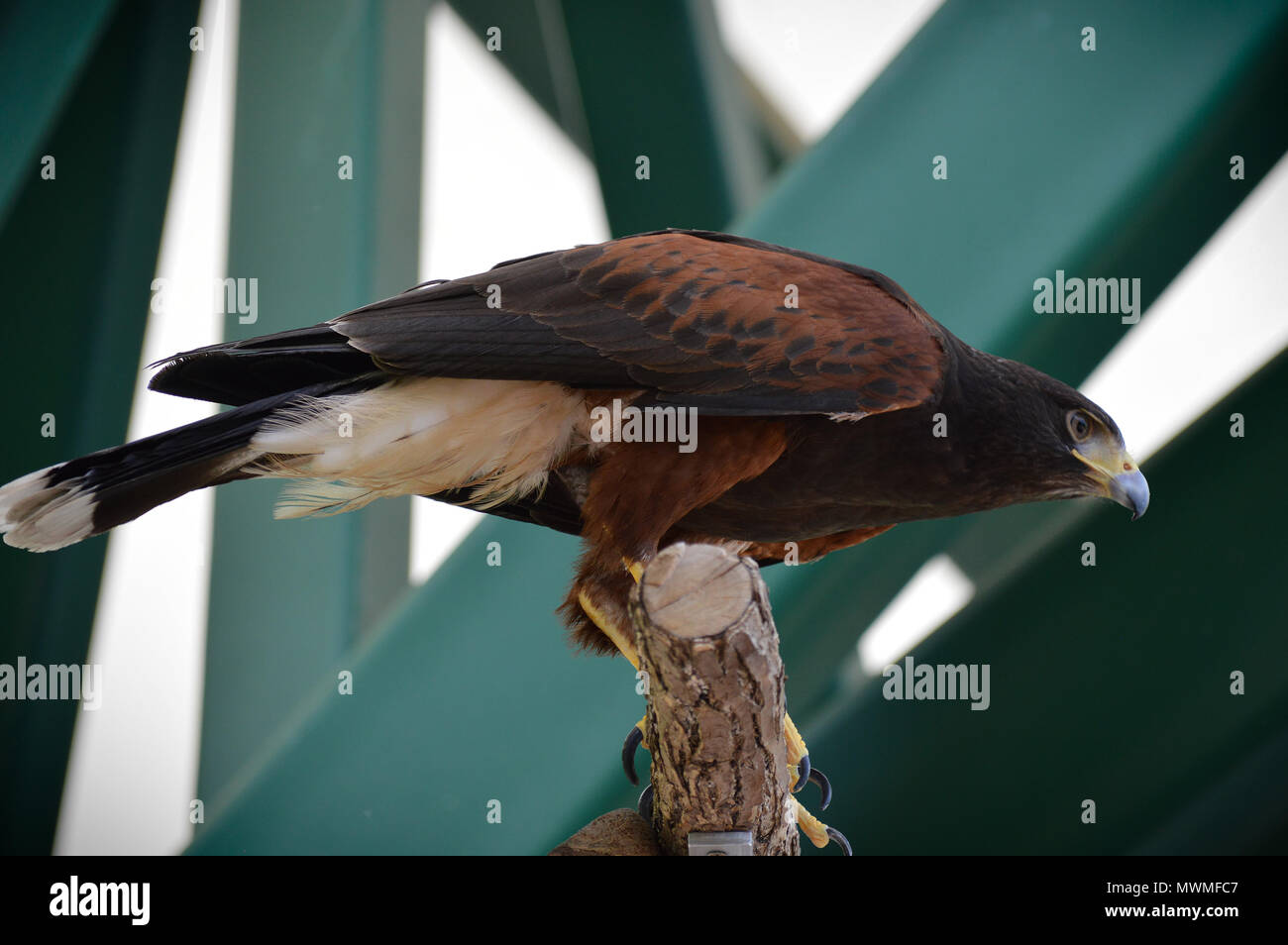 Harris hawk on a perch Stock Photo - Alamy
