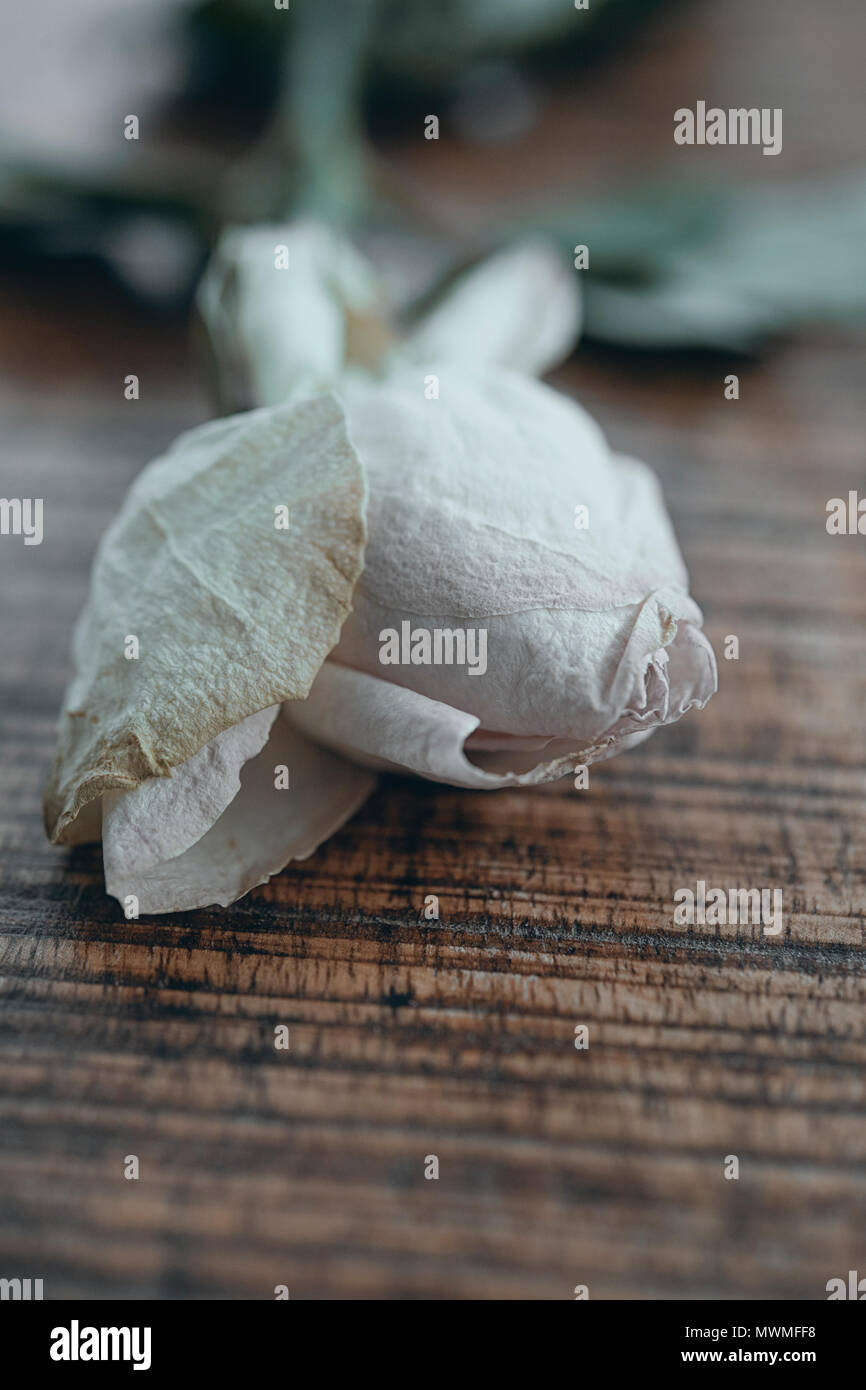 Close up of a wilting white rose Stock Photo - Alamy