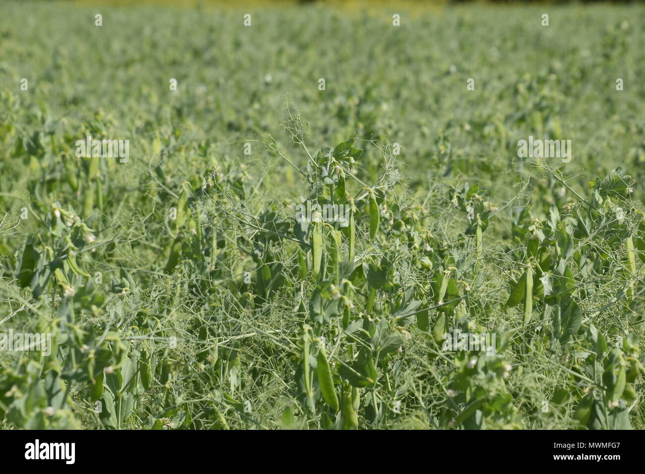 Green peas in the field. Growing peas in the field. Stems and pods of ...