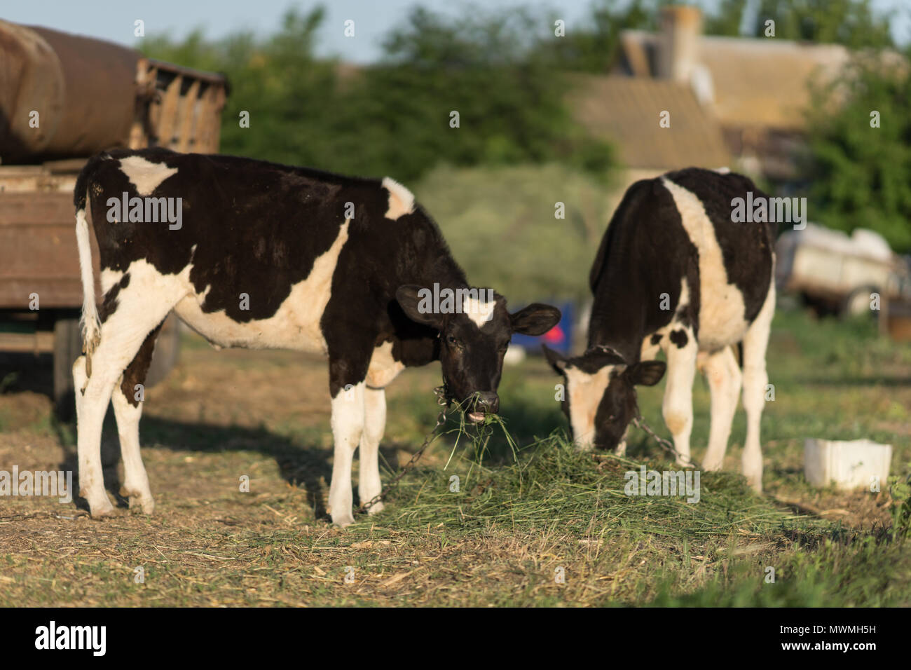 Spotted bulls eat grass in a rural yard Stock Photo - Alamy