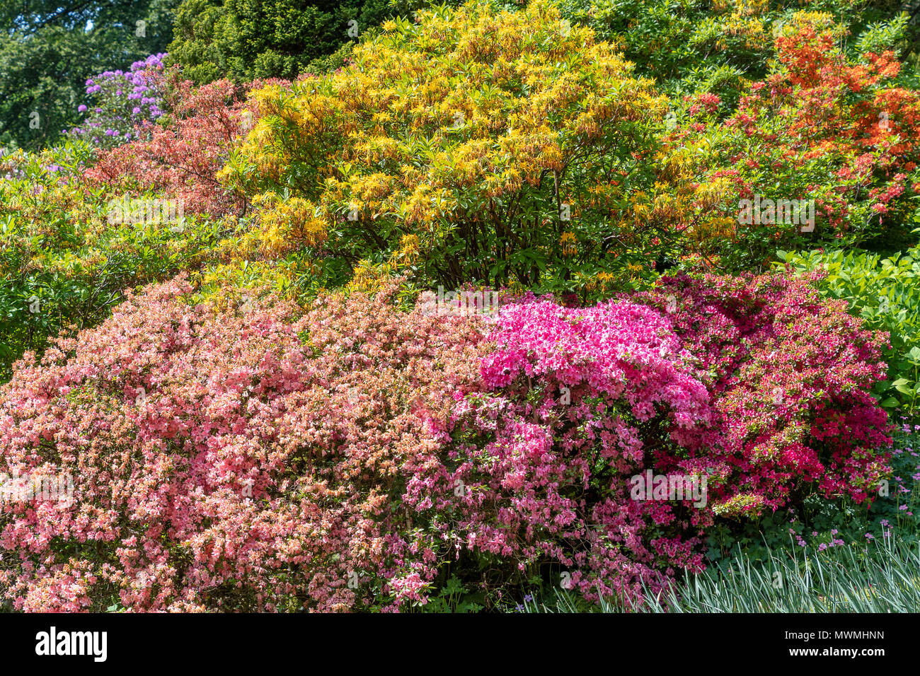 Large rhododendron colourful bushes Stock Photo - Alamy