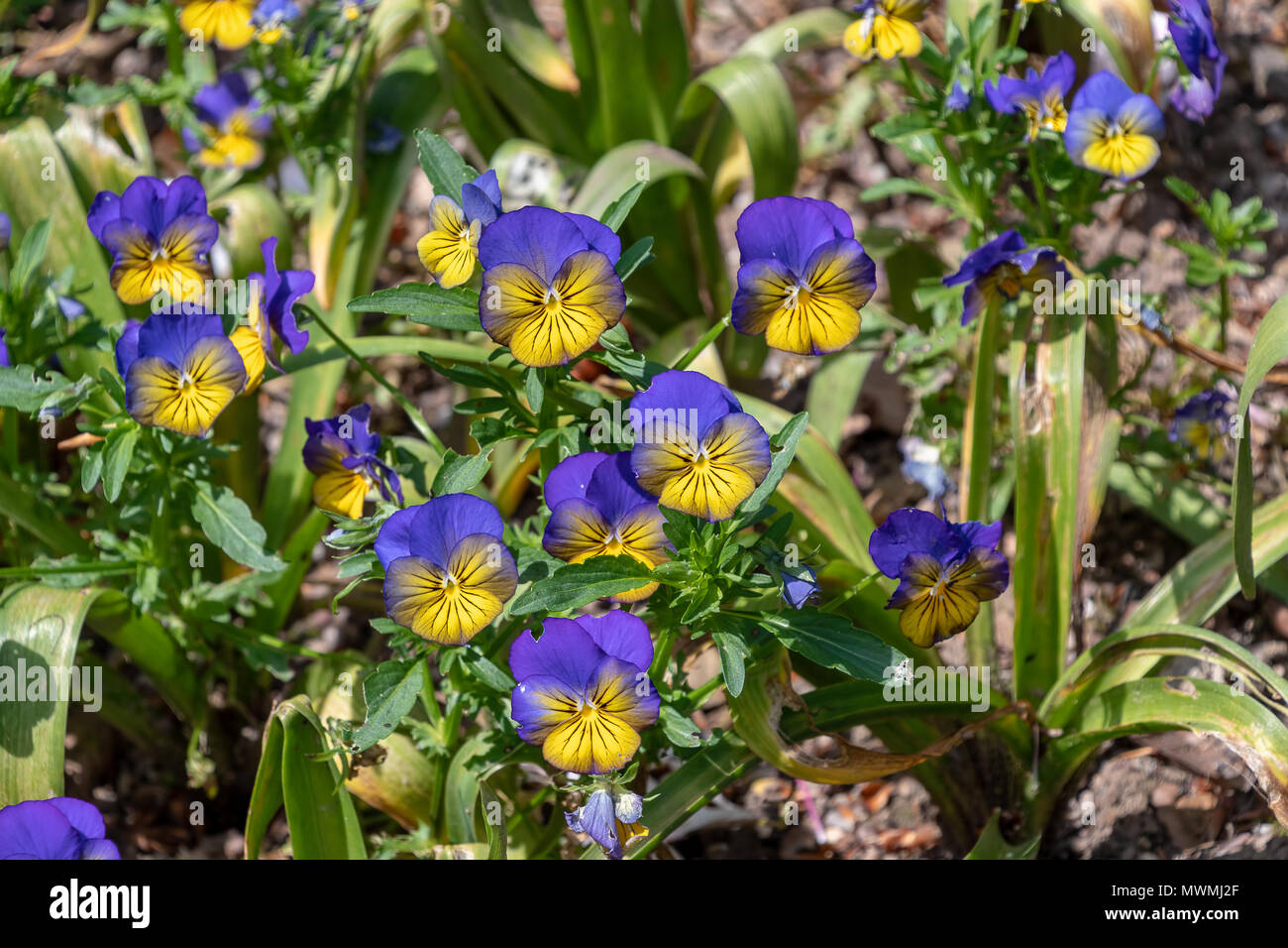 Tricolor violas hi-res stock photography and images - Alamy