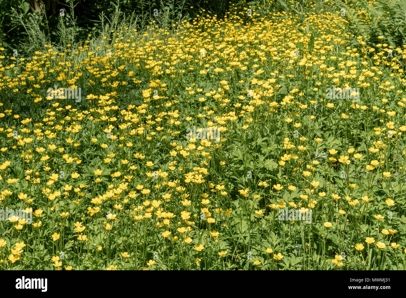 Wild buttercup hi-res stock photography and images - Alamy