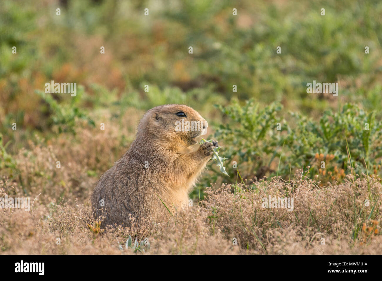 Prairie dog foraging hi-res stock photography and images - Alamy
