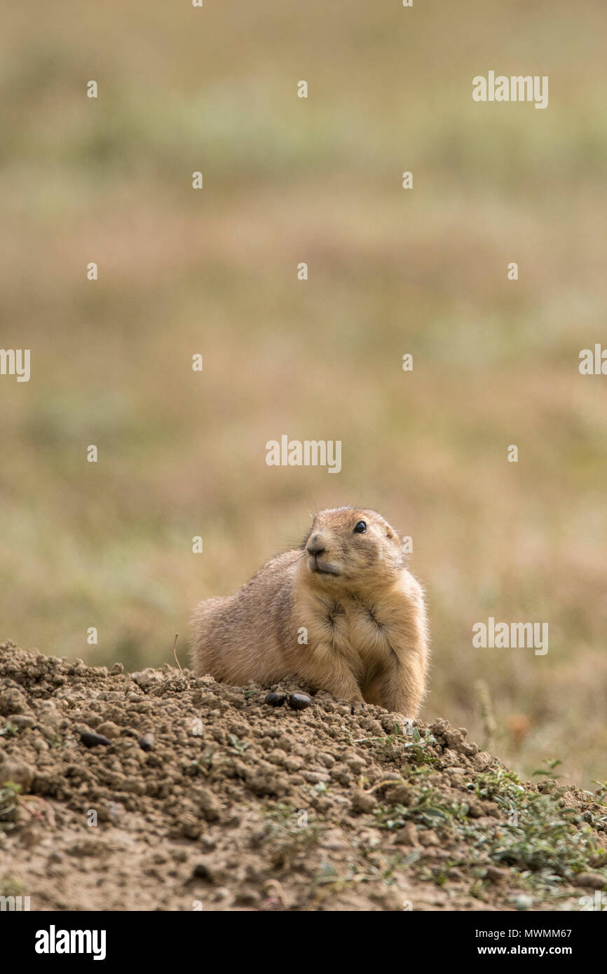 Black-tailed prairie dog (Cynomys ludovicianus) Sentinels on guard ...