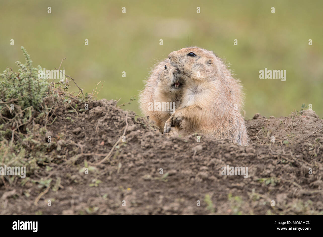 Black-tailed prairie dog (Cynomys ludovicianus) Sentinels on guard ...