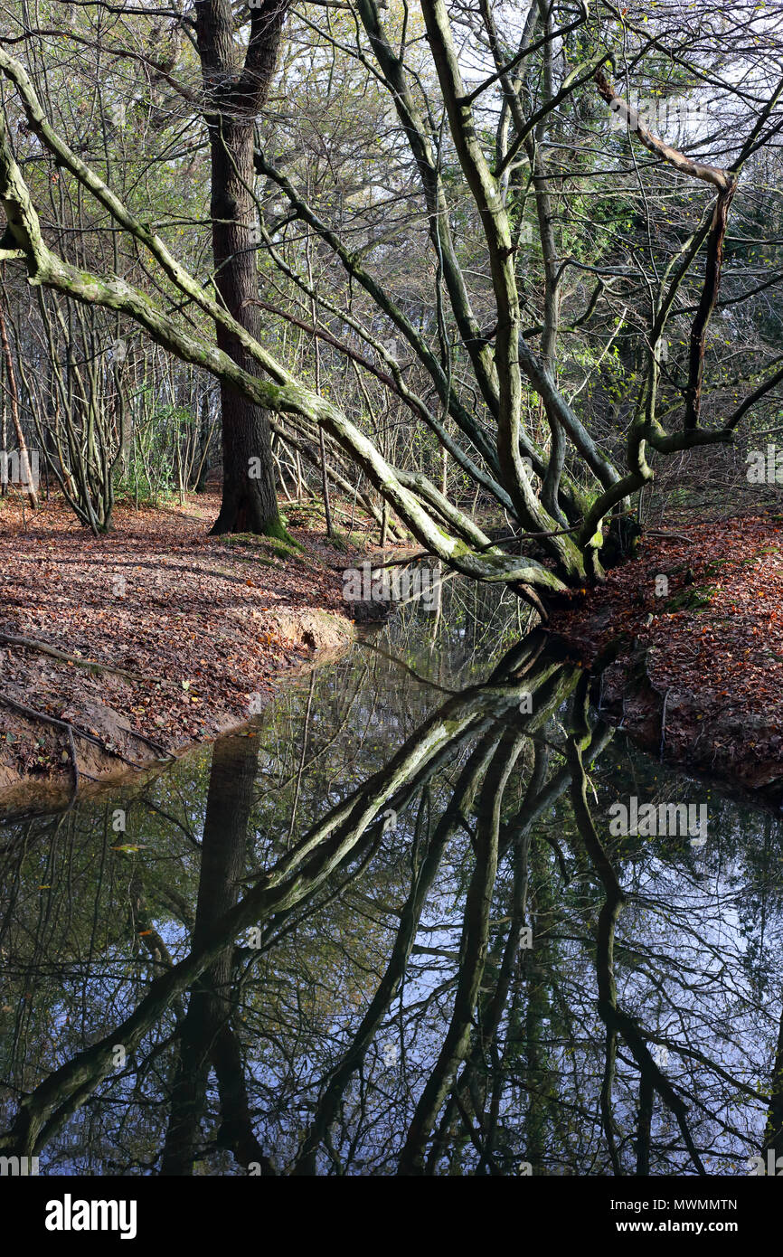 Blean woods hi-res stock photography and images - Alamy