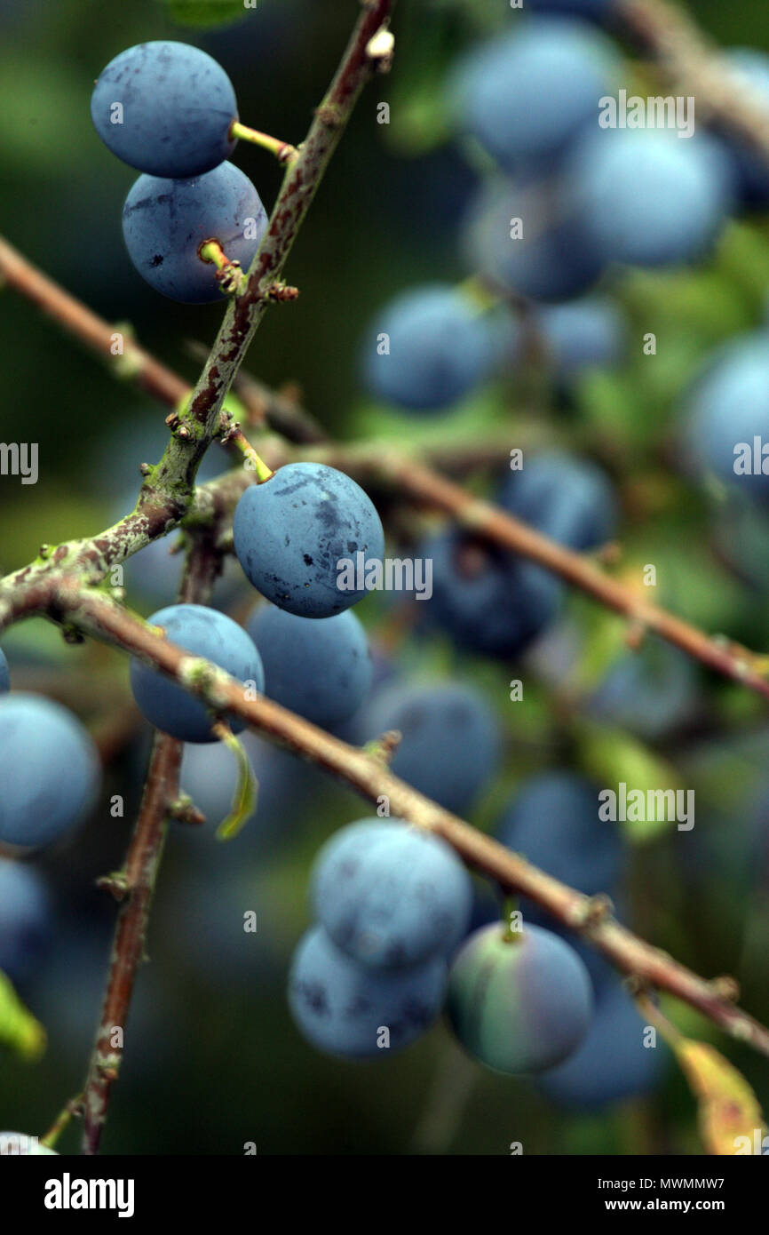 Prunus spinosa tree hi-res stock photography and images - Alamy