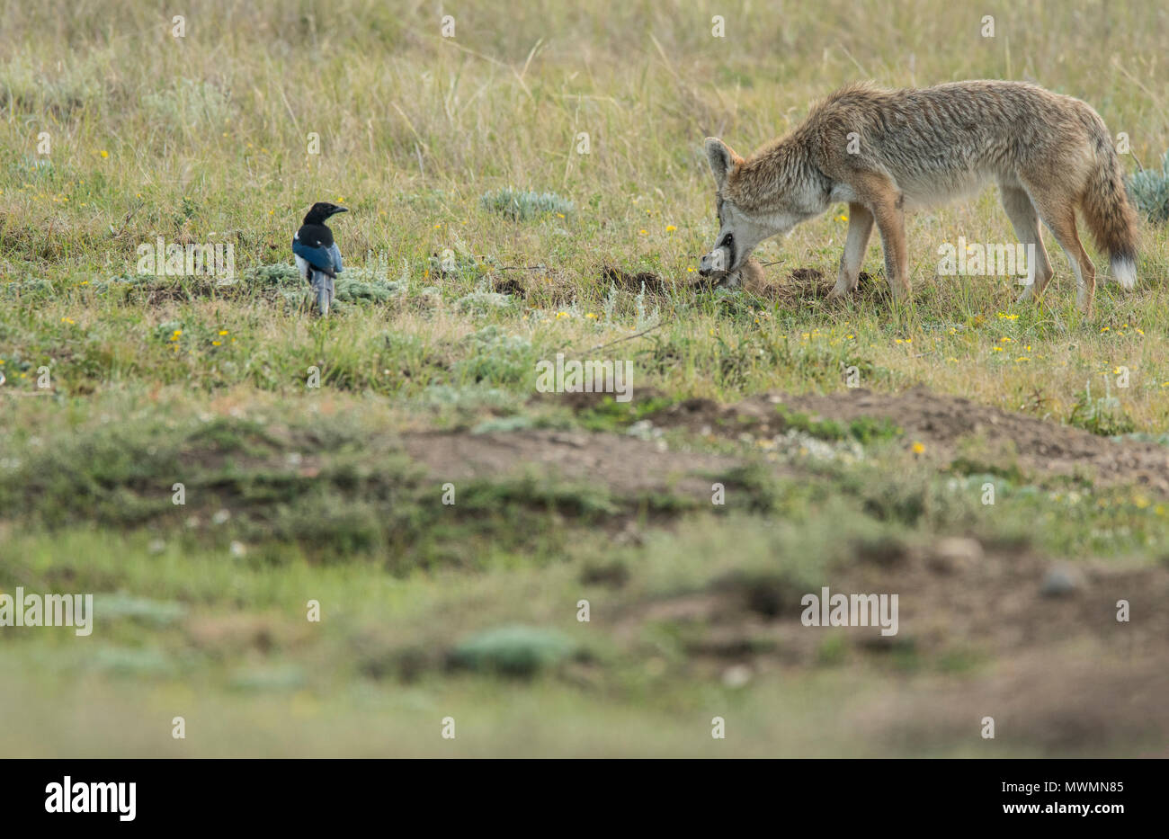 Coyote eating hi-res stock photography and images - Alamy