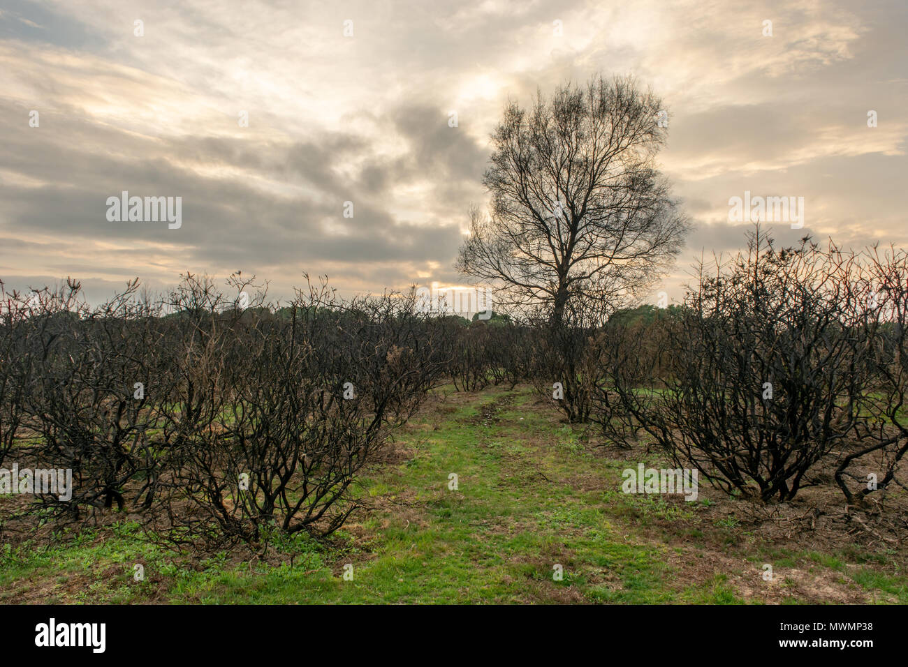 Burnt landscape hi-res stock photography and images - Alamy
