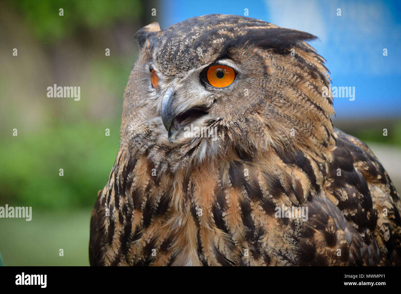 Eurasian eagle owl Stock Photo - Alamy