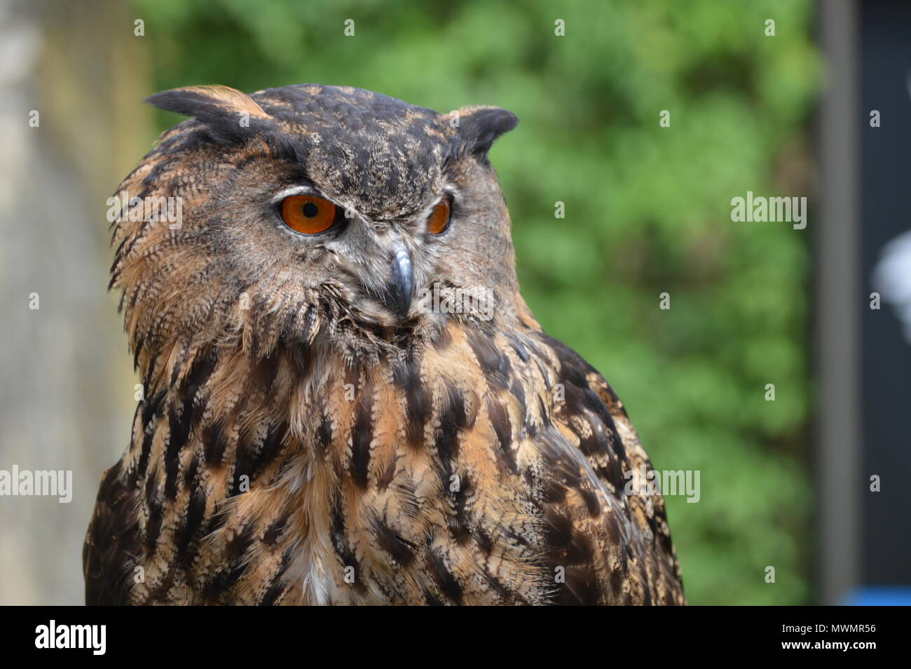 Eurasian eagle owl watching hi-res stock photography and images - Alamy