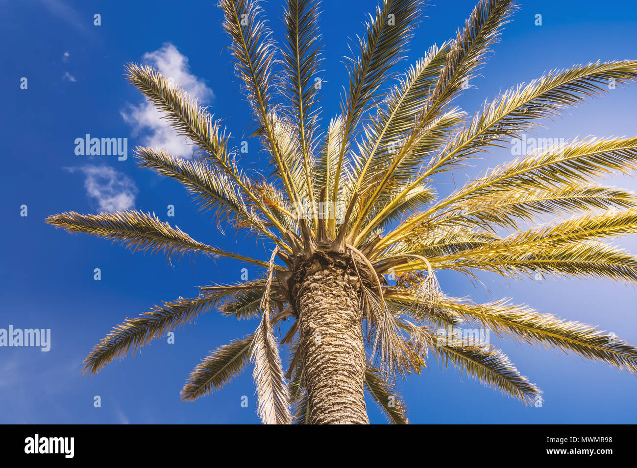 Low angle view of palm tree against blue sky, summertime minimalism ...
