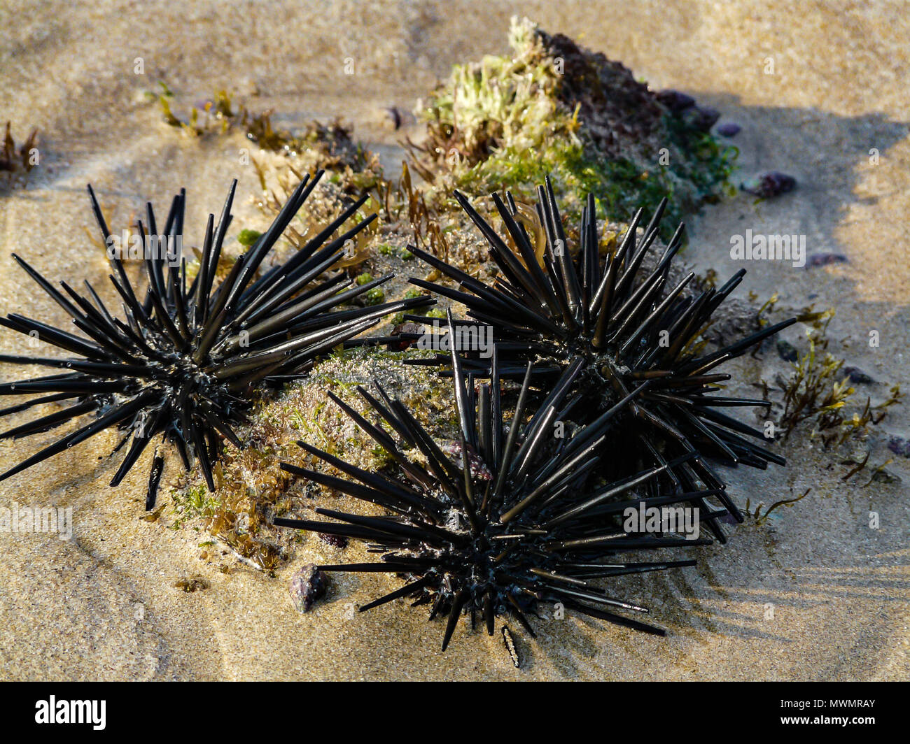 Group of sea urchins hi-res stock photography and images - Alamy