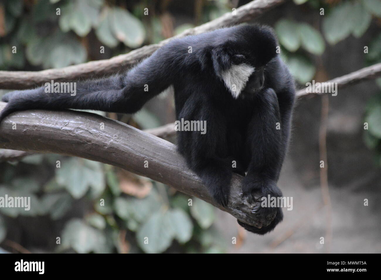 Gibbon watching hi-res stock photography and images - Alamy