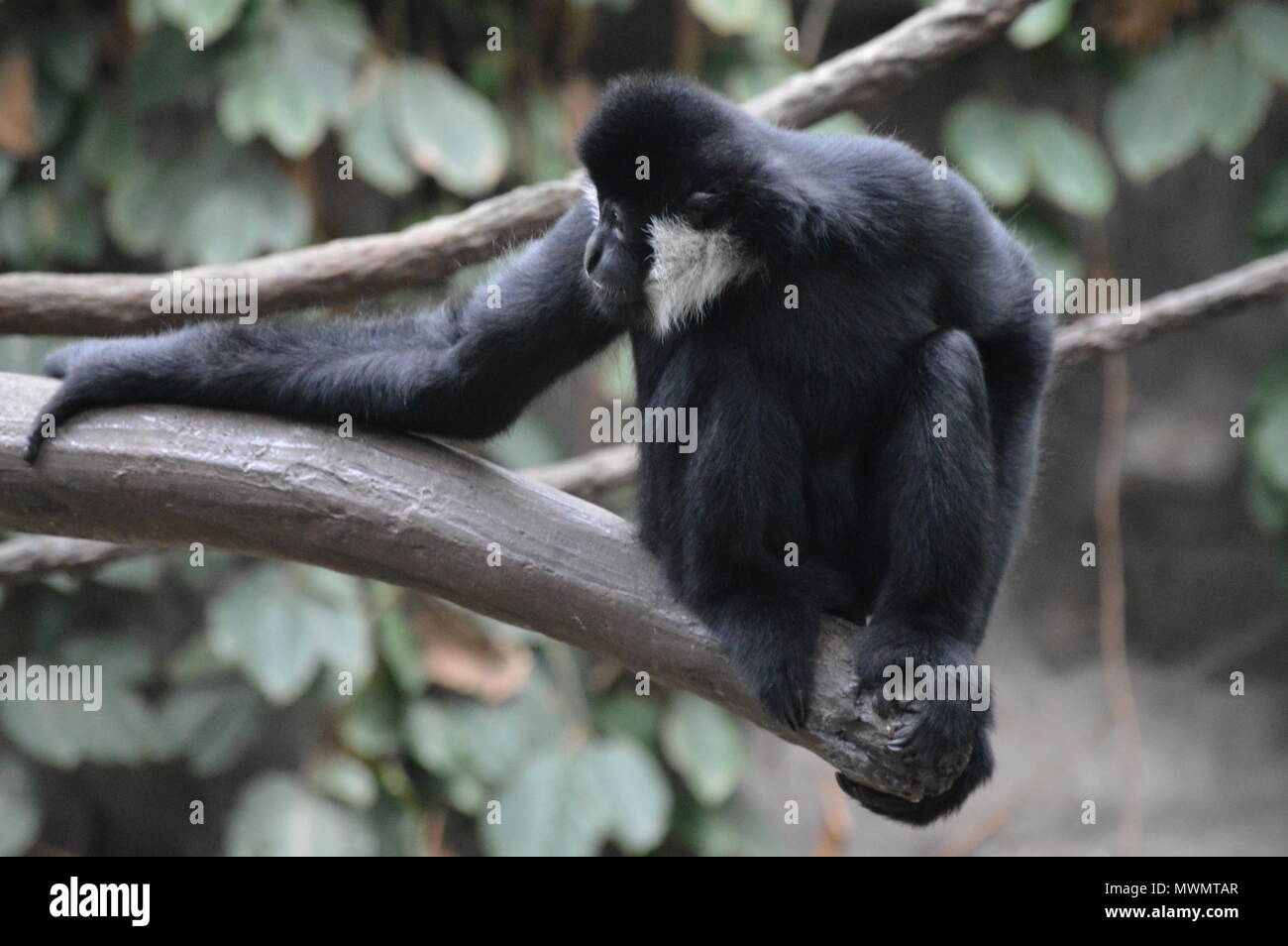 Gibbon sitting on a tree branch Stock Photo - Alamy