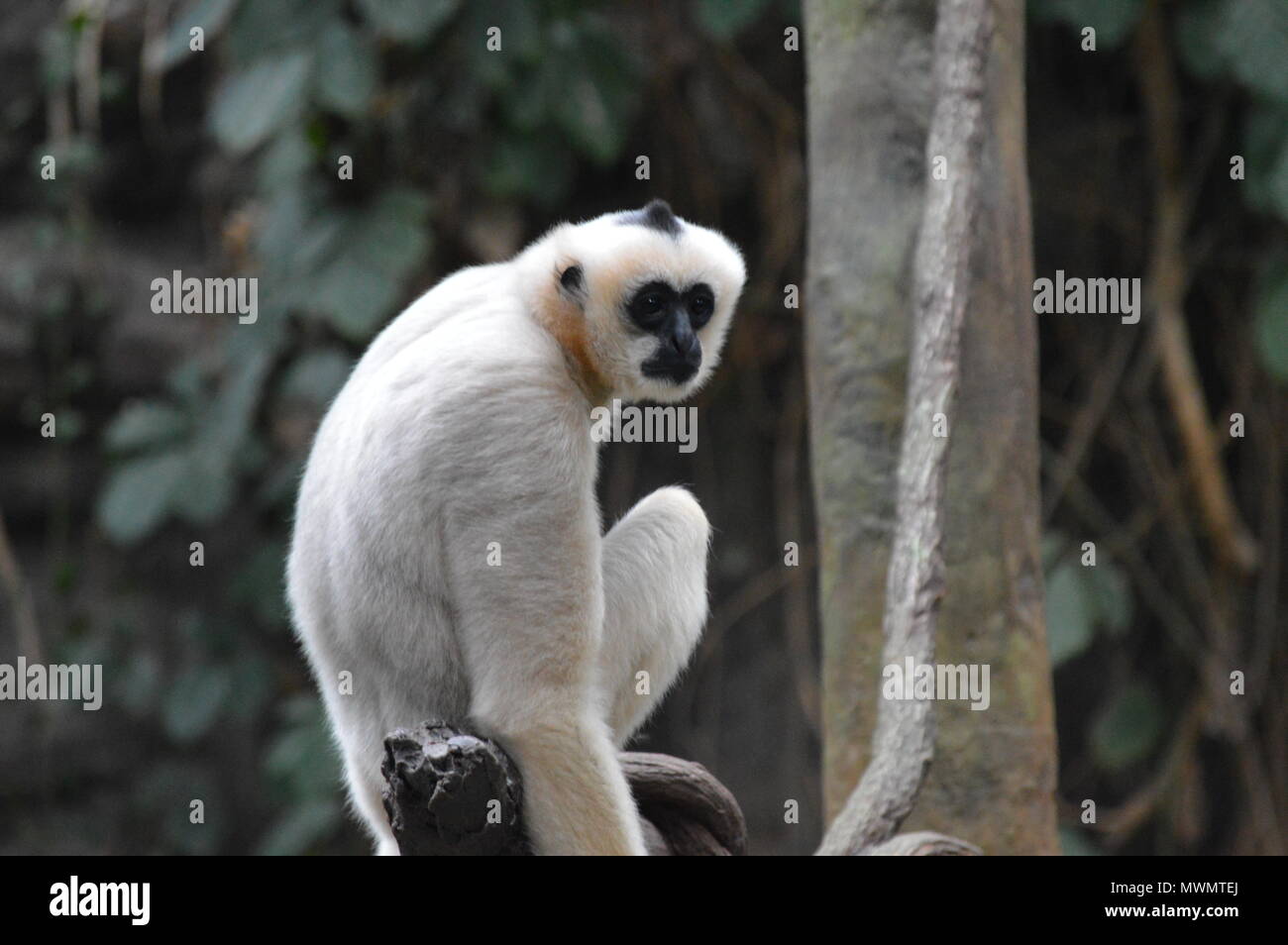 Gibbon sitting on a tree branch Stock Photo - Alamy