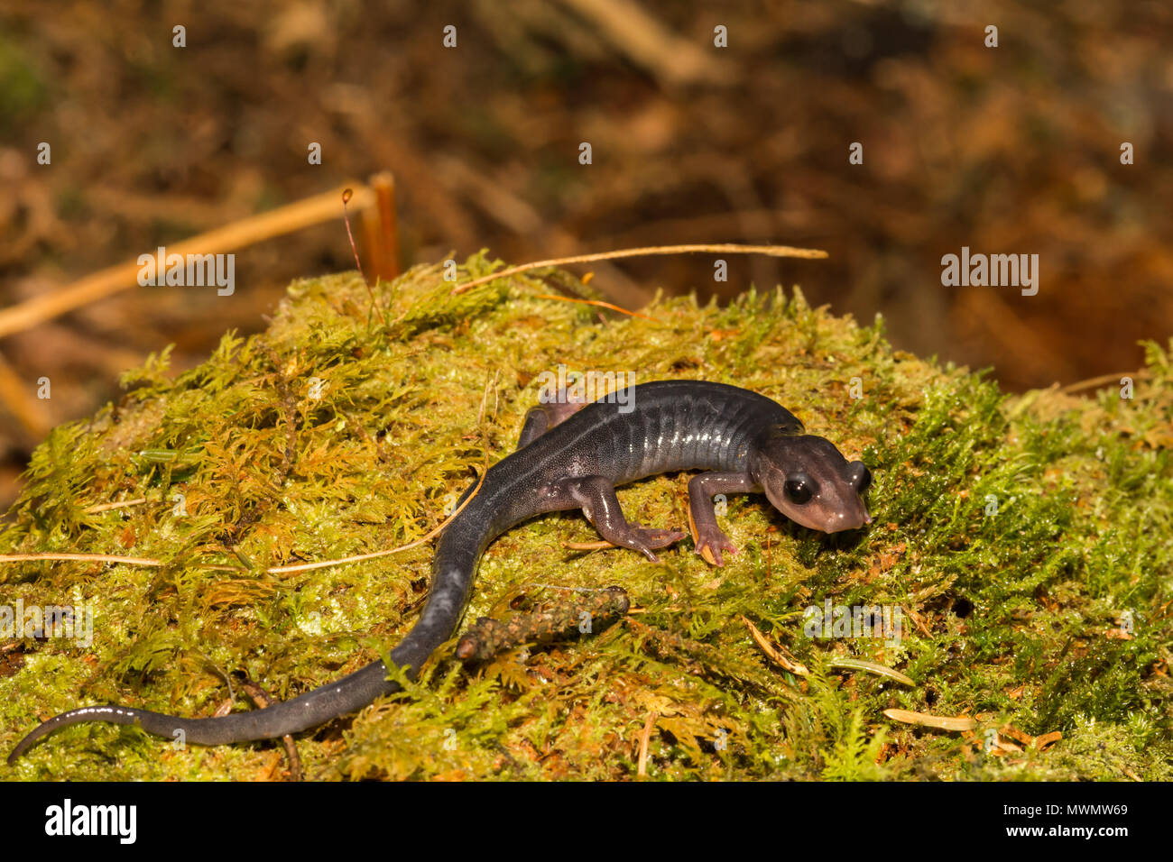 Northern Gray-cheeked Salamander (Plethodon montanus Stock Photo - Alamy