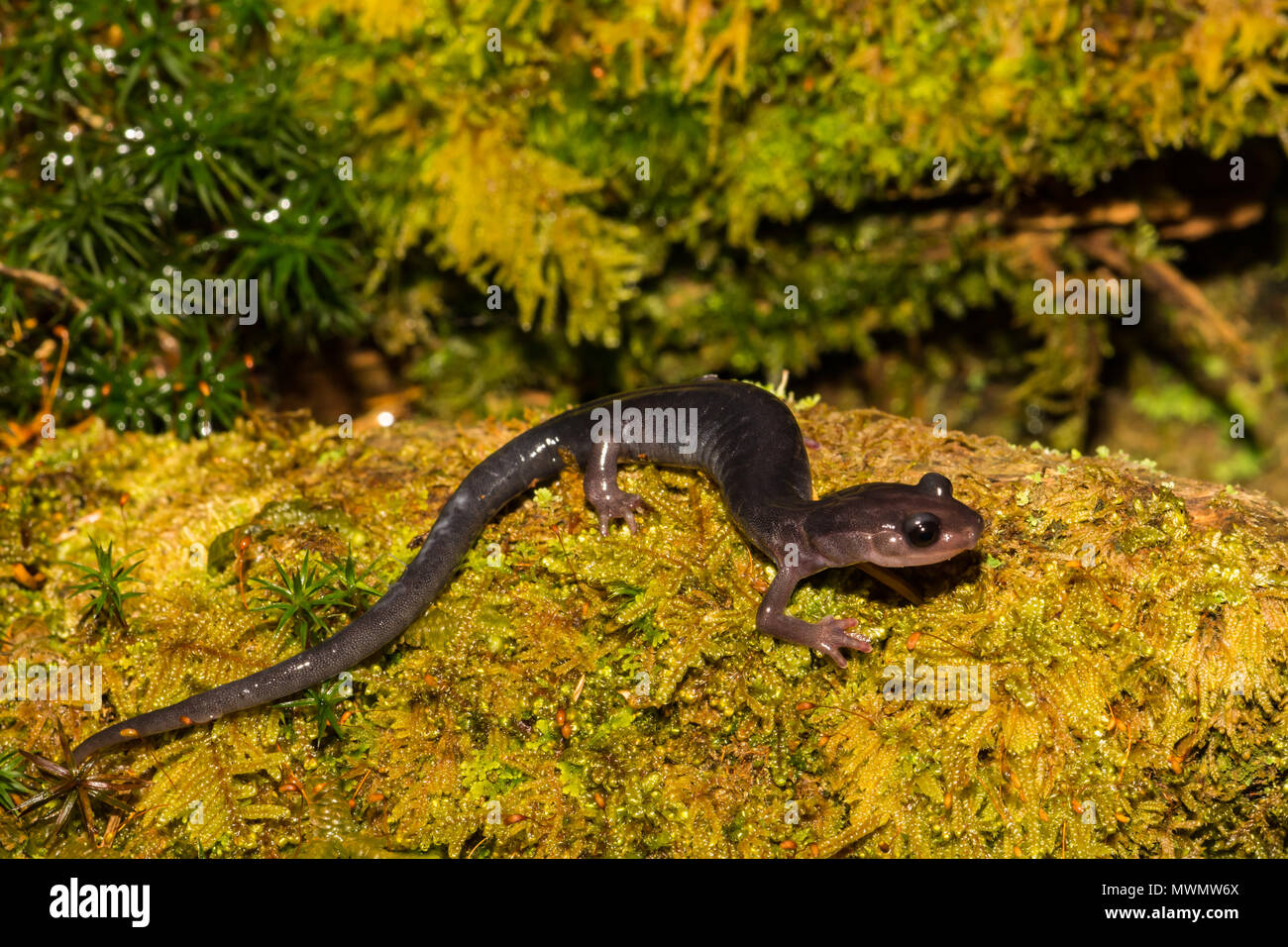 Northern Gray-cheeked Salamander (Plethodon montanus Stock Photo - Alamy