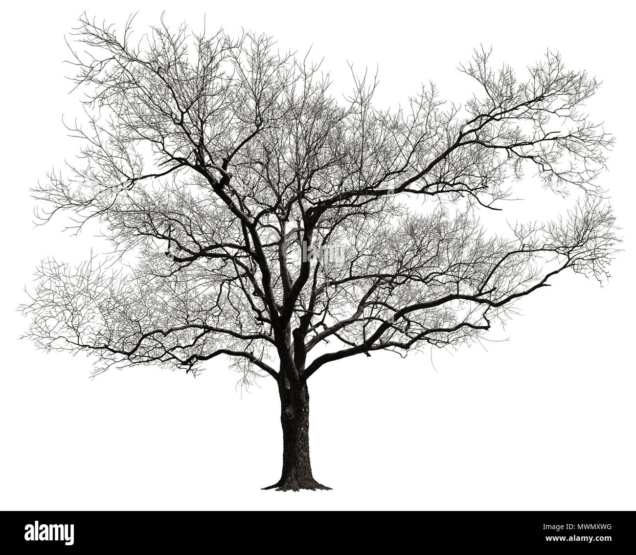Dormant Tree High Resolution Stock Photography and Images - Alamy